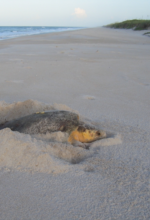 Egmont Key National Wildlife Refuge | U.S. Fish & Wildlife Service